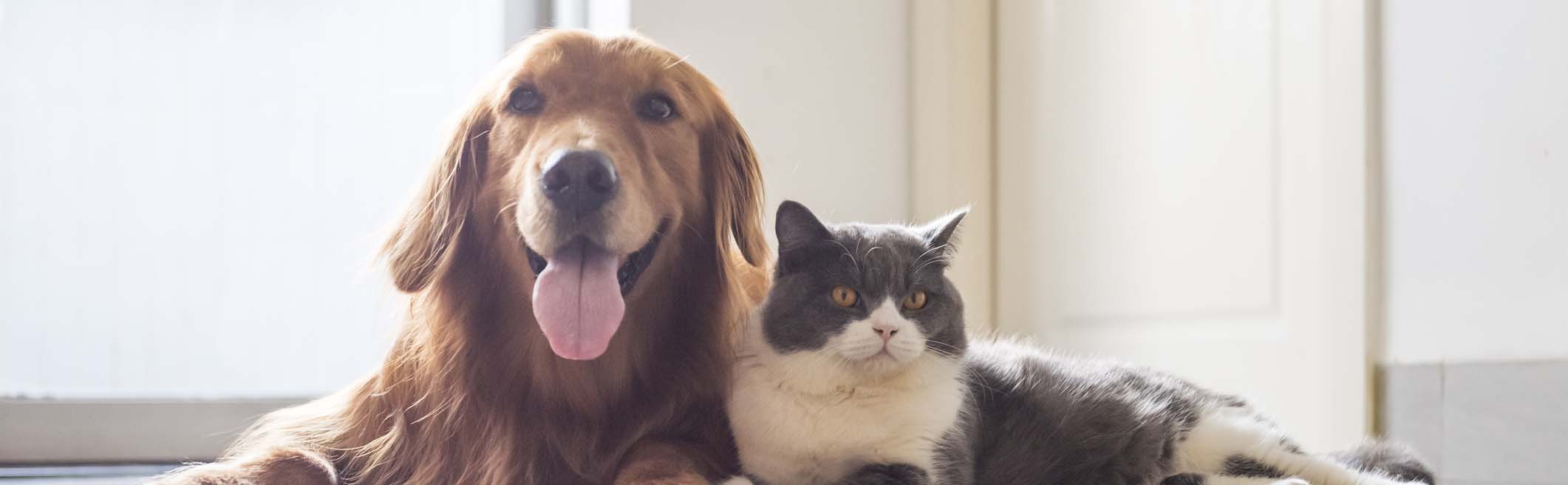 Pet Insurance - Adams Insurance Advisors